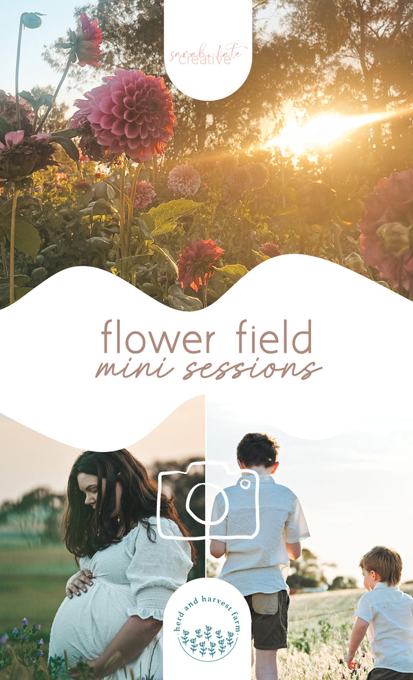 flower field minis | photo sessions – Herd and Harvest Farm